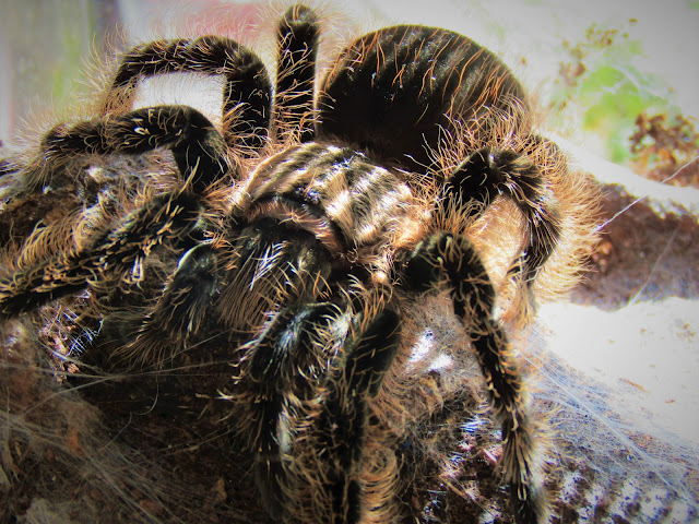 LANGUAGE OF THE SPIDER