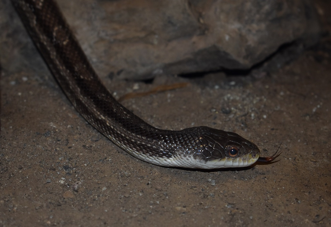 ZOOTOGRAFIANDO (6.100 ANIMALS): SERPIENTE RATONERA DE TEXAS / COMMON ...