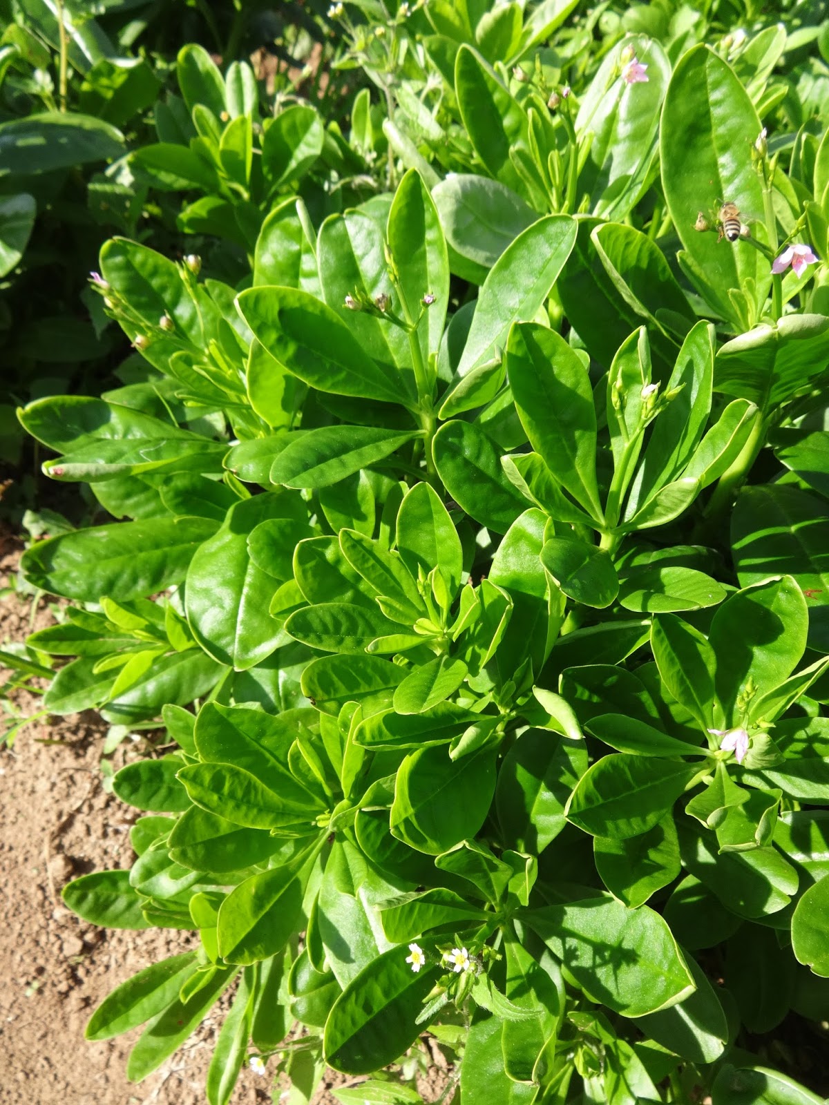 Herbs from Distant Lands: Talinum triangulare - Philippine Spinach ...