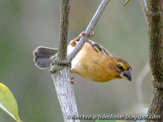 tHE tiDE cHAsER: Passerines or Perching Birds (Phylum Chordata: Order ...