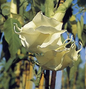 No viviendo en un mundo vivo: Árbol de las Trompetas o Floripondio