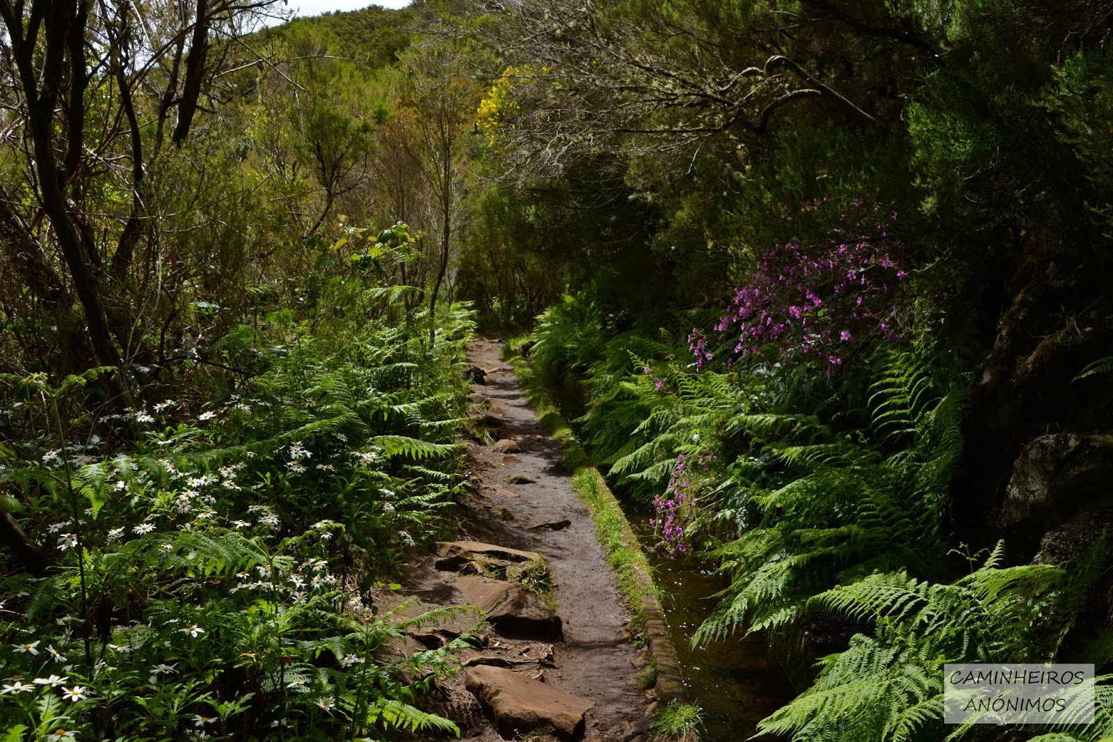 Caminheiros Anónimos Levadas da Madeira : Levada Grande do Paul (Calheta)