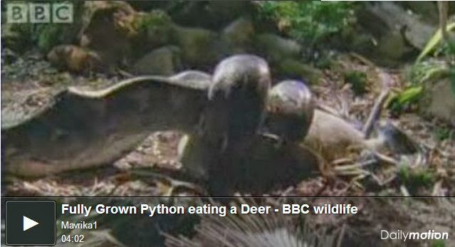 Fully Grown Python eating a Deer - BBC wildlife | allvdonews.com