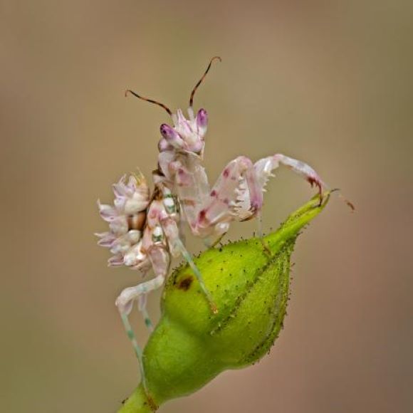 Mantis flor espinosa ~ Amor a la naturaleza