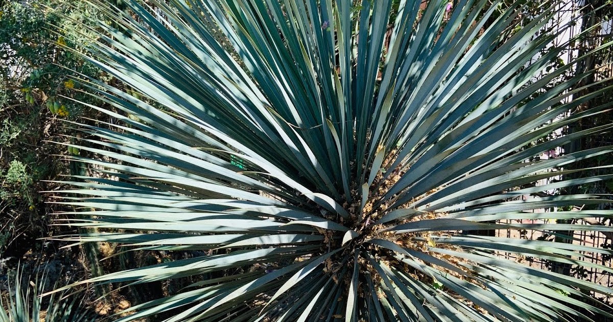 Pennsylvania Street Gardens: Plant Profile: Yucca rostrata