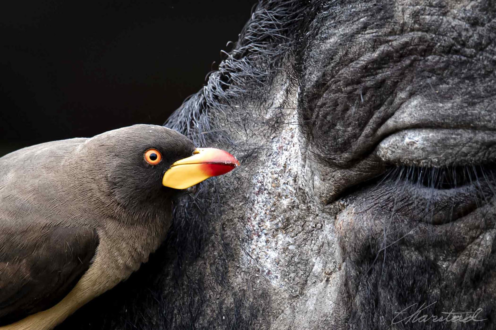 Elsen Karstad's 'Pic-A-Day Kenya': Red-Billed Oxpecker & Cape Buffalo ...
