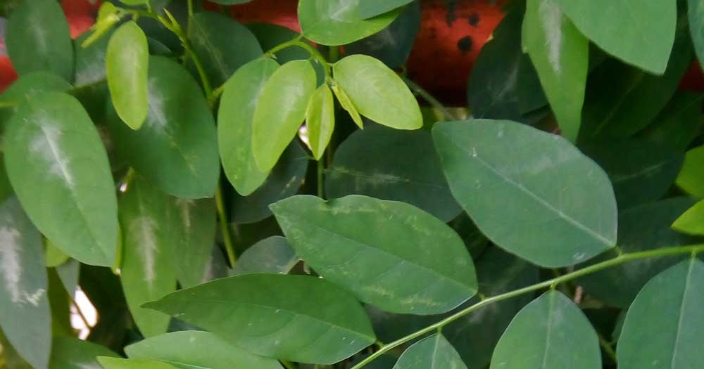 Katuk (Sauropus androgynus),