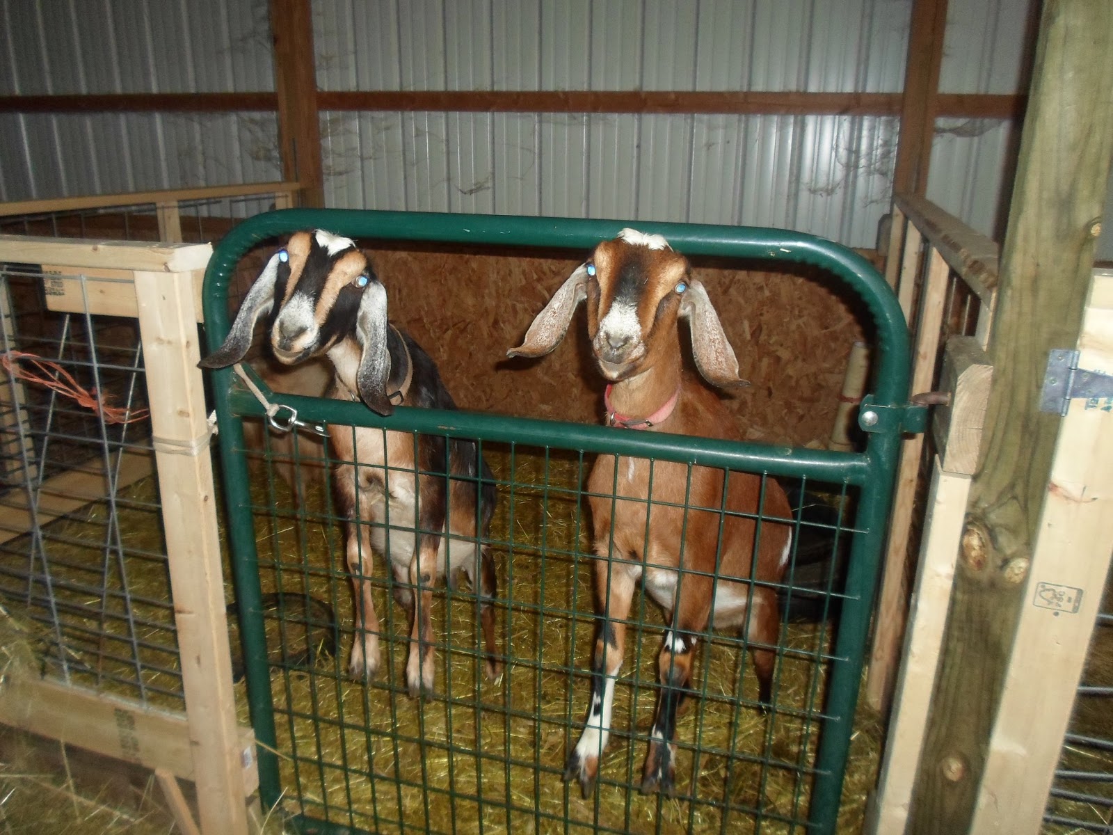 Still Waters Farm: New Goat Stalls!