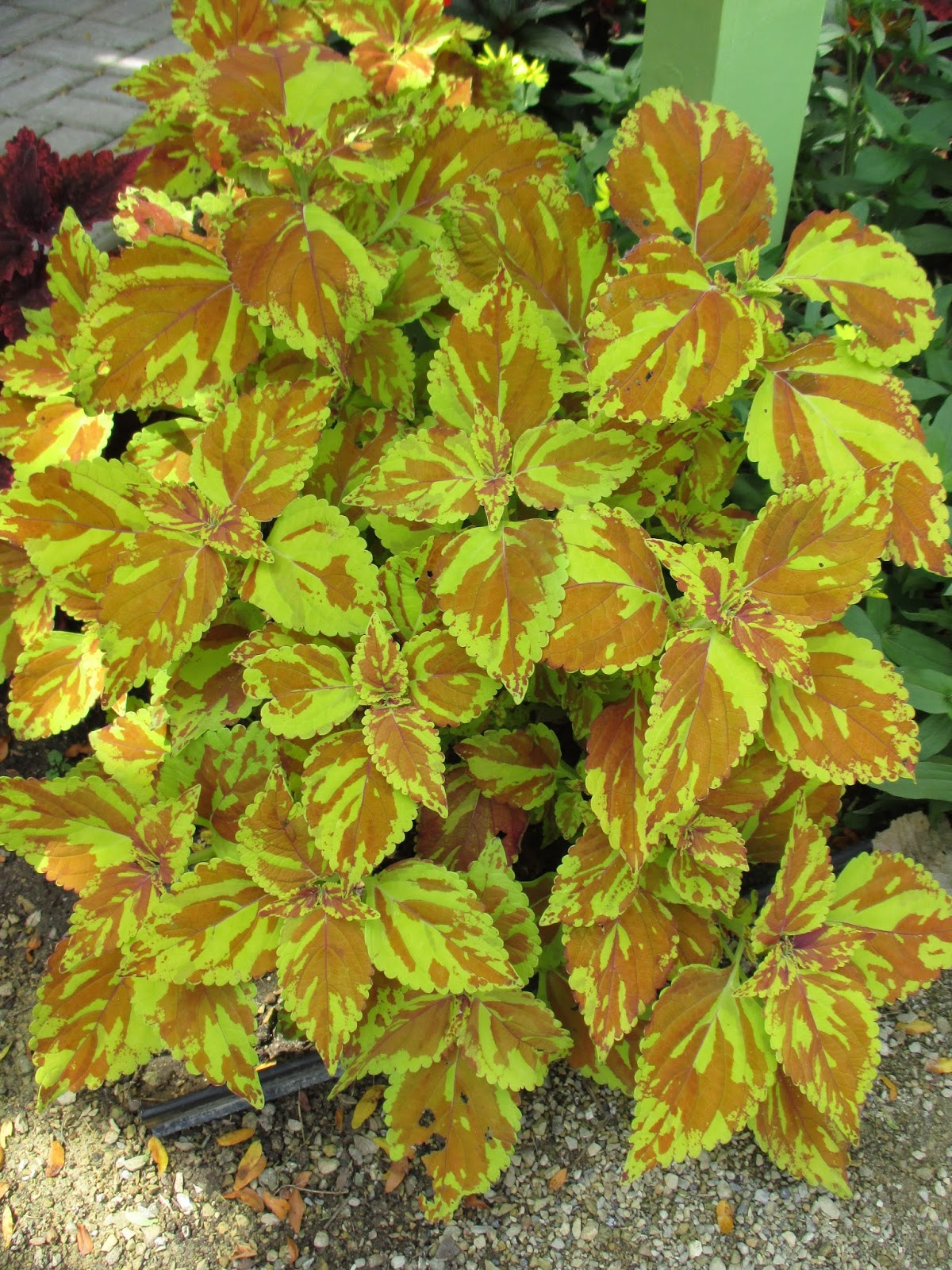 Rotary Botanical Gardens - Hort Blog: Back In Action