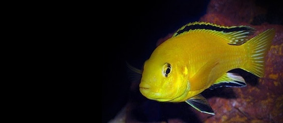 aquascapejuara: Ikan Hias Kecil Lemon, warna Kuning Cerahnya Mencolok ...