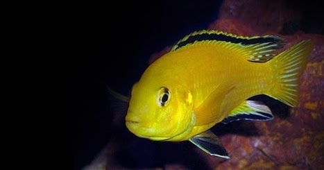 aquascapejuara: Ikan Hias Kecil Lemon, warna Kuning Cerahnya Mencolok ...