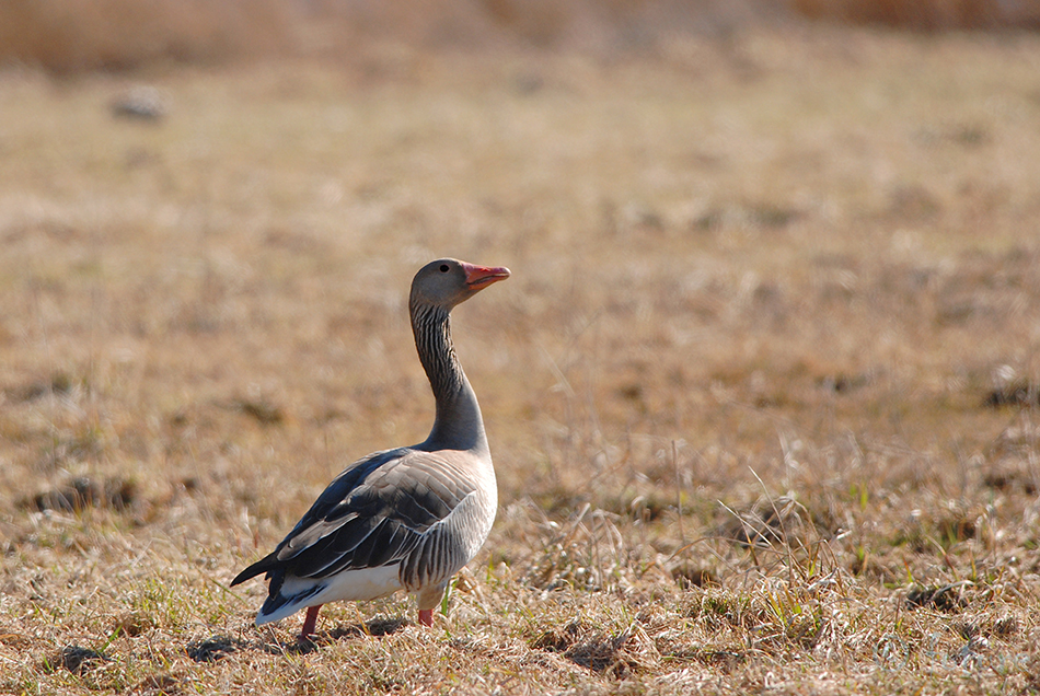 Foture: Hallhani, Anser anser