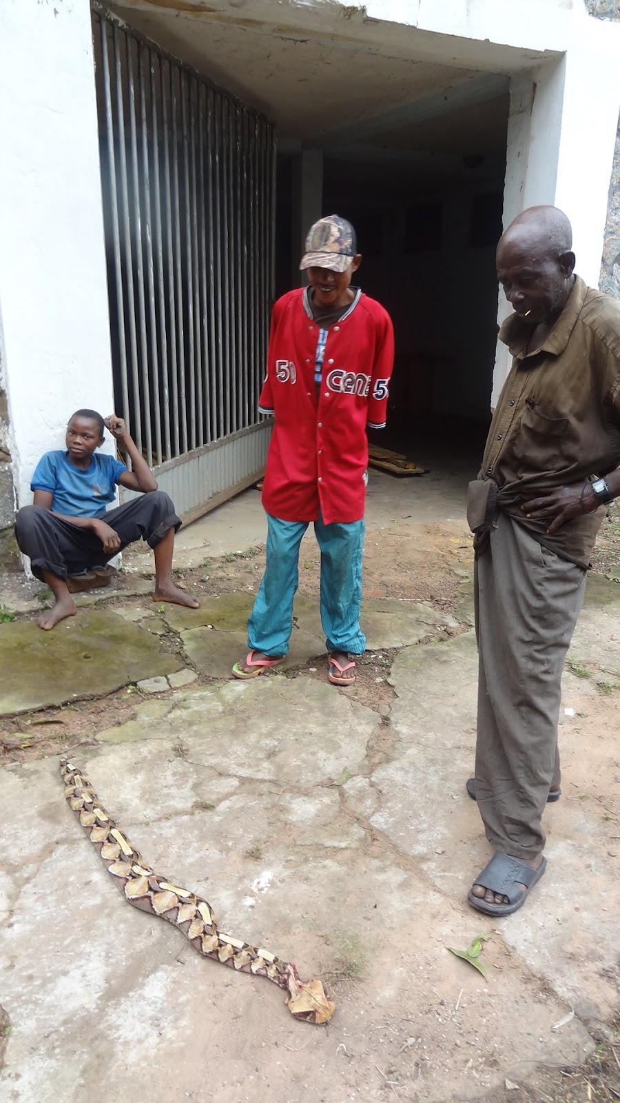 Une Colline au Congo: Pour qui sont ces serpents qui sifflent sur nos ...