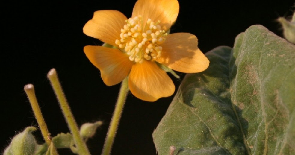 Abutilon Indicum (L.) Sweet - Kanghi
