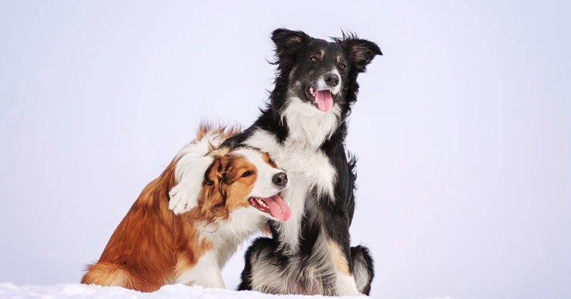 The Companion Animal Science Story of the Year?