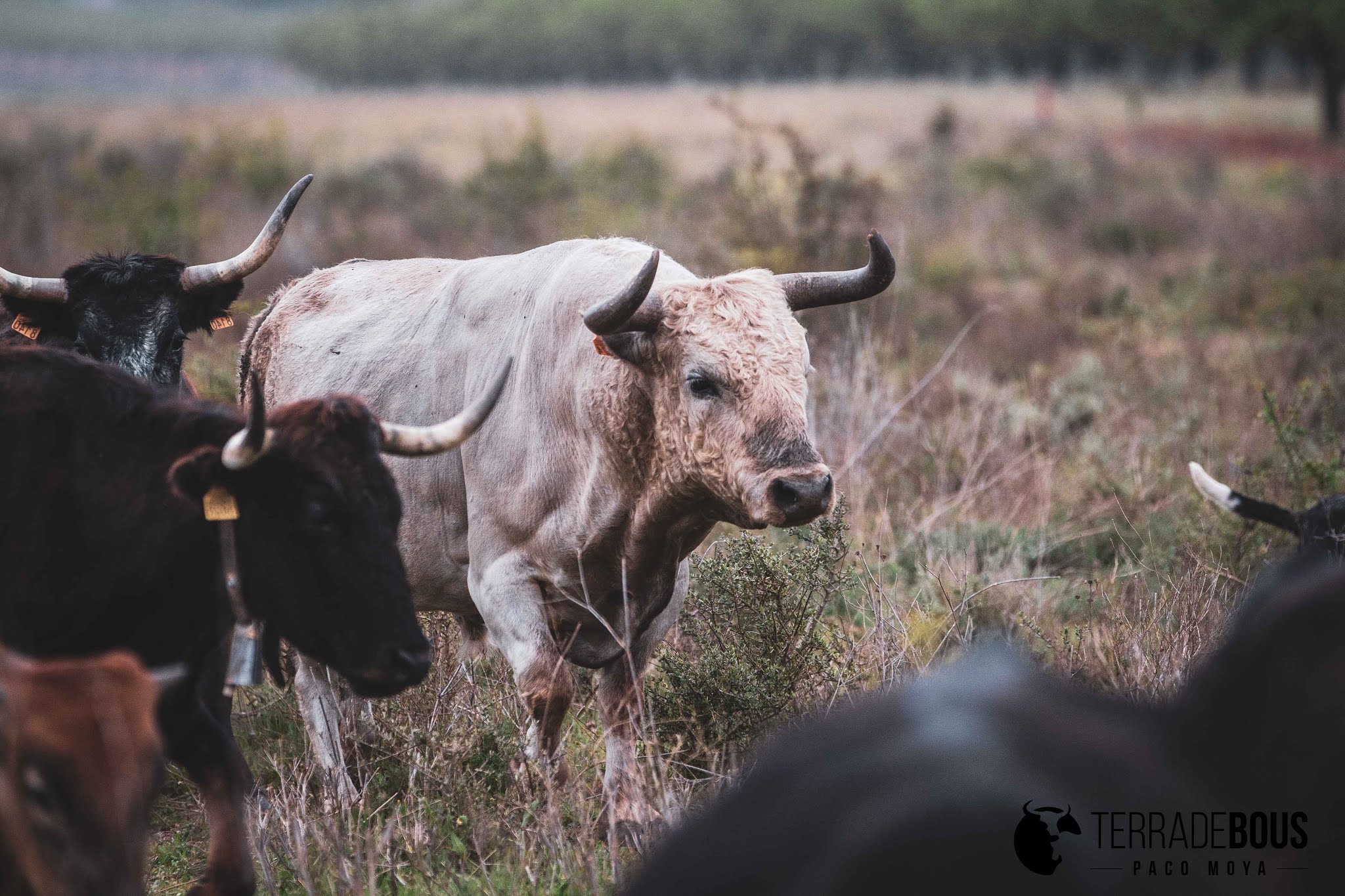 LA HORA DEL SEMENTAL