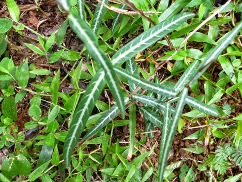 Indian Sarsaparilla - Iramusu | SL Flora