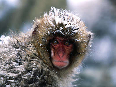 Lovely Animals Blog: How Do Snow Monkey Protect Itself?