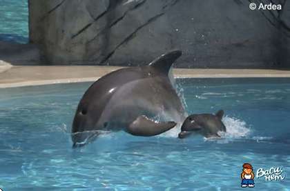 Salvemos a los Delfines: El Nacimiento de un Delfín