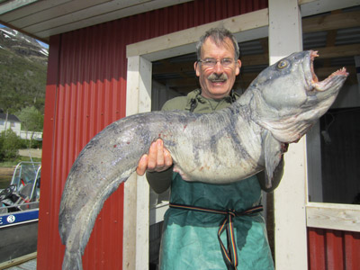 Big Fishes of the World: WOLFISH (Anarhichas lupus)