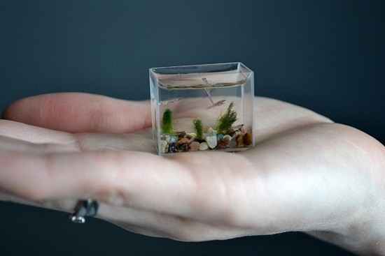 Un pez bebé - Imagui