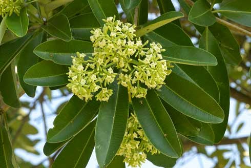 Vrishaba Rashi Tree – Which is the tree associated with Rishabha Rashi ...