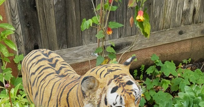 carola bARTz: There's a Tiger in My Backyard!