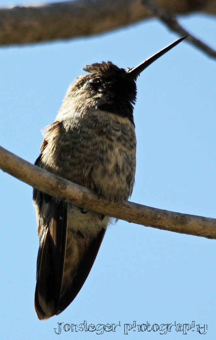 Northern Illinois Birder: Black-chinned Hummingbird - Western Birds