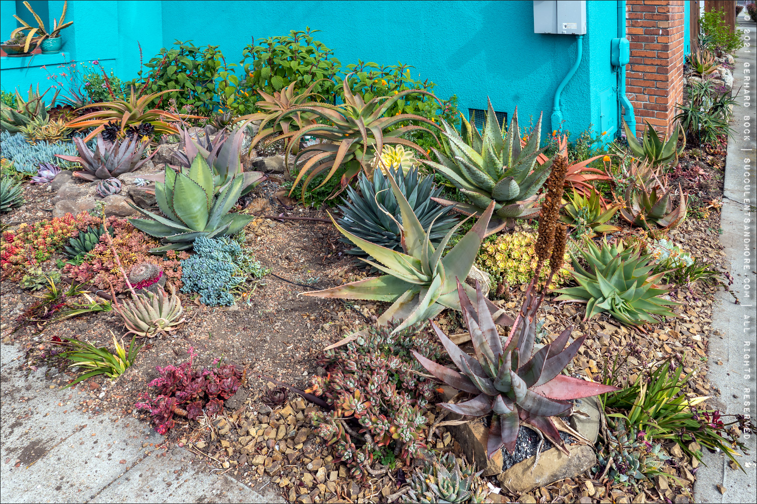 John B's amazing urban aloe garden