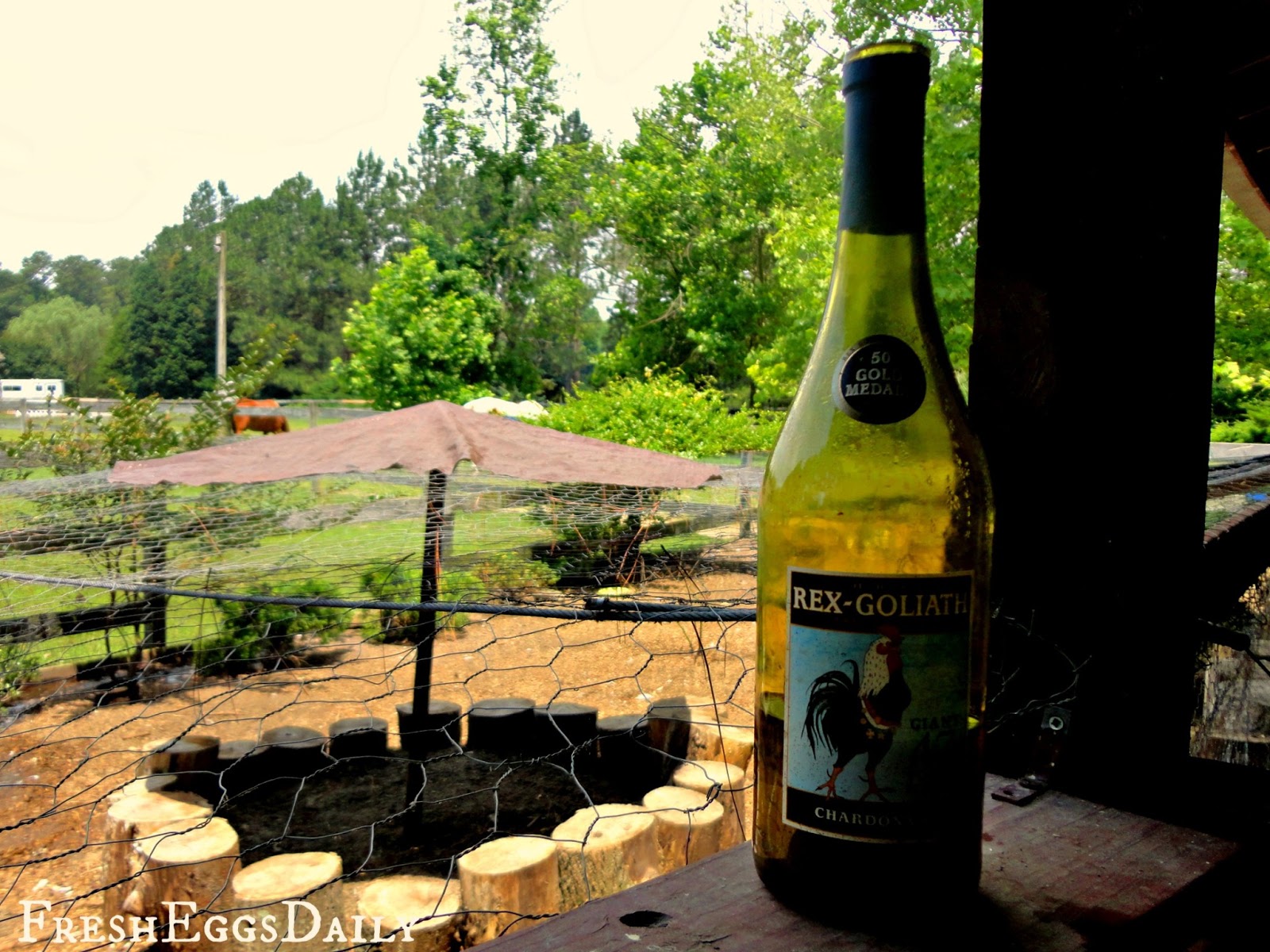 DIY Wine Bottle Fruit Fly Catcher - Fresh Eggs Daily® with Lisa Steele