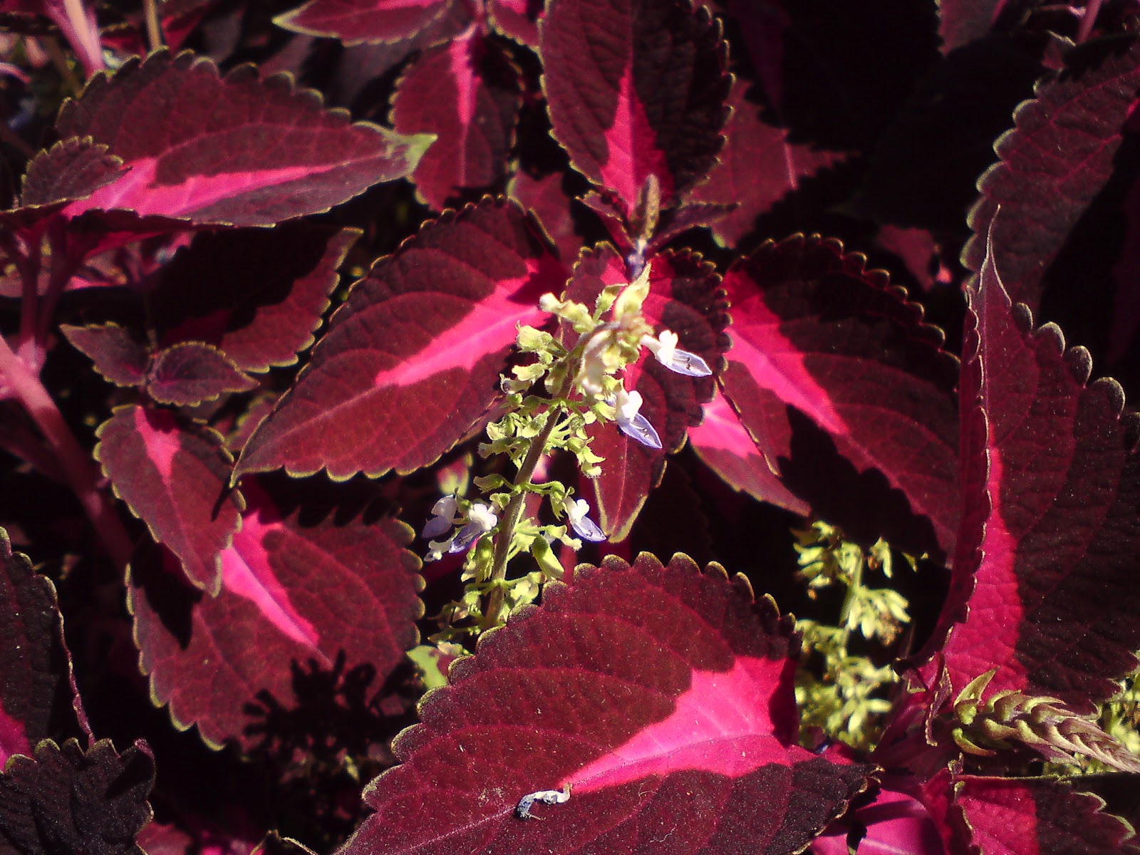 Koleusy - tęczowe pokrzywy | BEZ OGRÓDEK | blog ogrodniczy