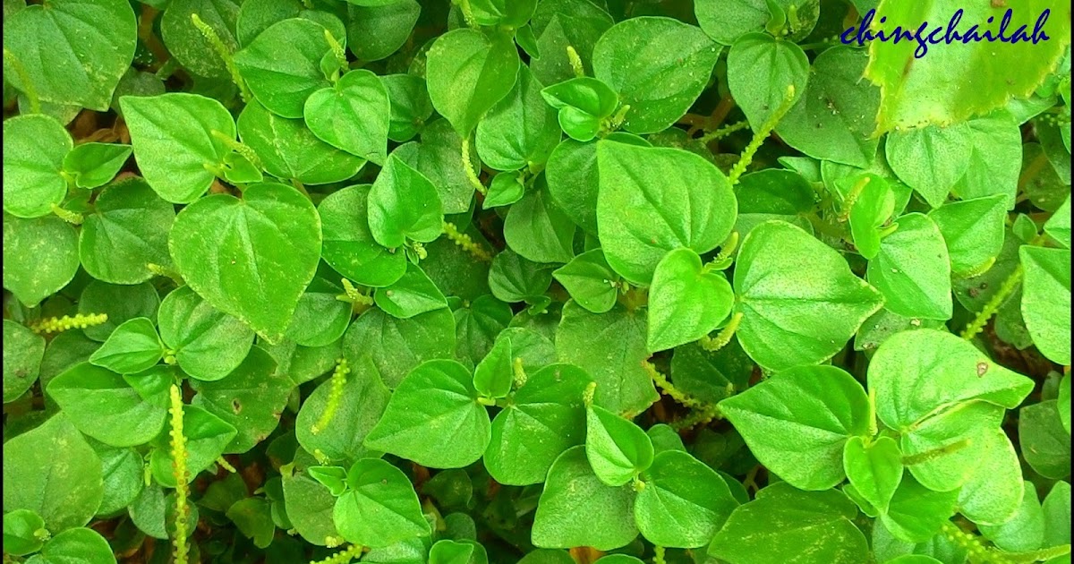 Ulasimang Bato Plant