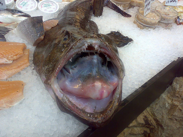 Behind the French Menu: Lotte or Baudroie - Monkfish or Anglerfish ...