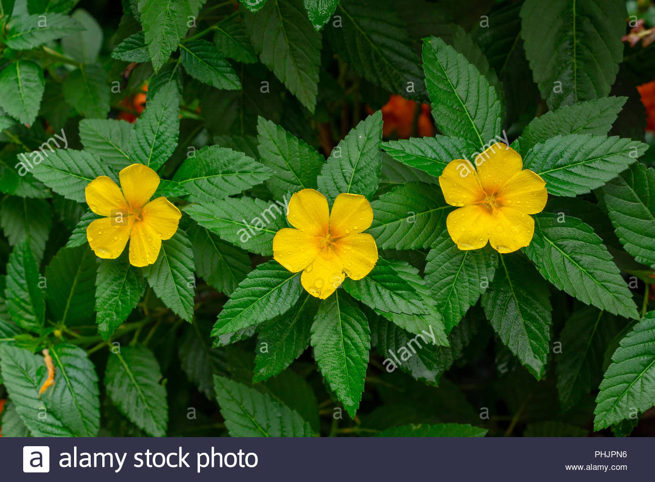 DOSAGE OF THE USE OF HERBAL MEDICINES: DAMIANA and WILD DAMIANA ...