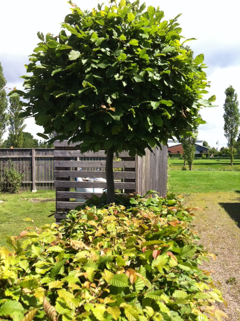 Cattis & Eiras Trädgårdsdesign: Uppstammad formklippt Avenbok