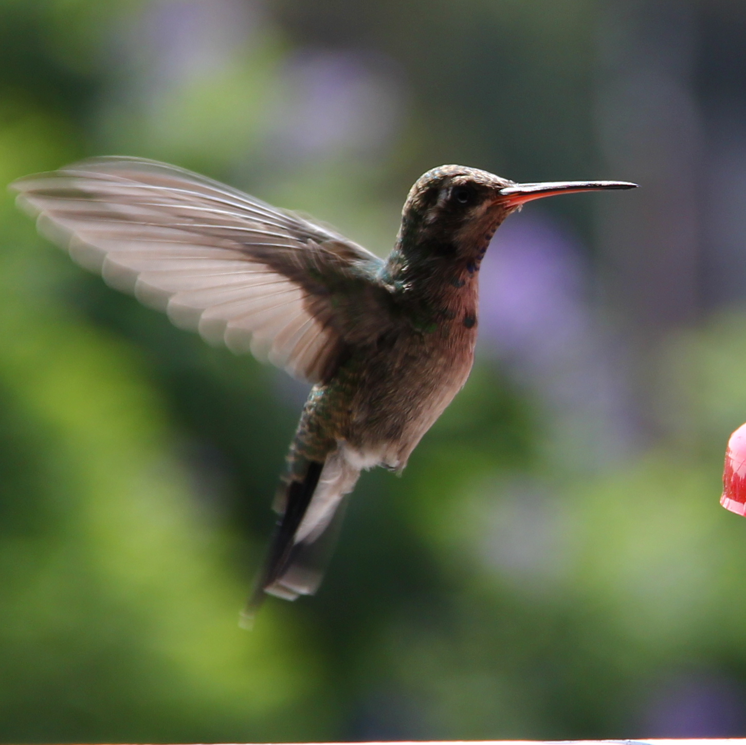 ¿A quién le interesa?: Colibríes...