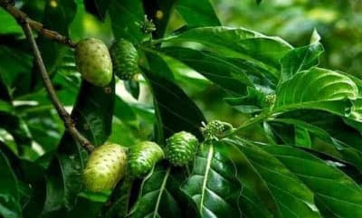 Tanaman Mengkudu atau Pace (Morinda citrifolia L.) Tumbuhan Buah ...