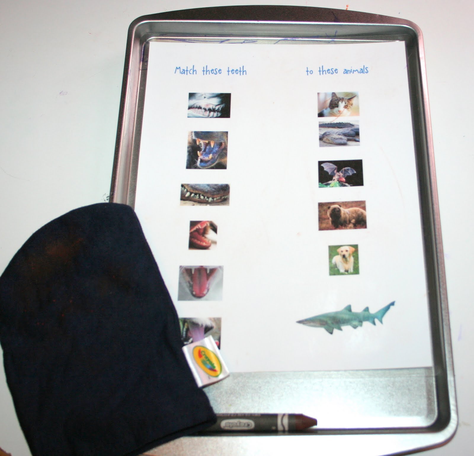 Our Country Road: Weekly Wrap Up: The Dentist!