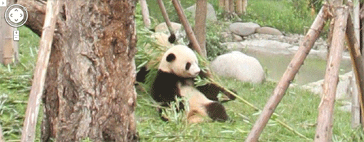 Maps Mania: Panda Bears on Street View