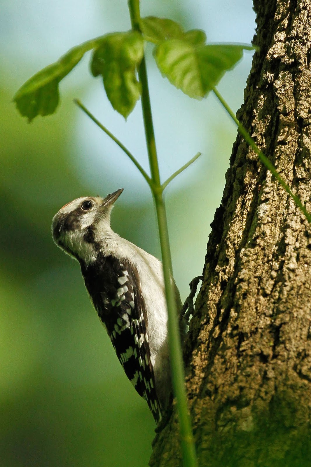 Philly Bird Nerd : Philadelphia Breeding Bird Census