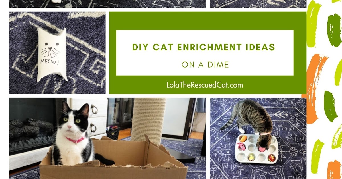 Six Budget-Friendly Enrichment Ideas for Your Cat | Lola The Rescued Cat
