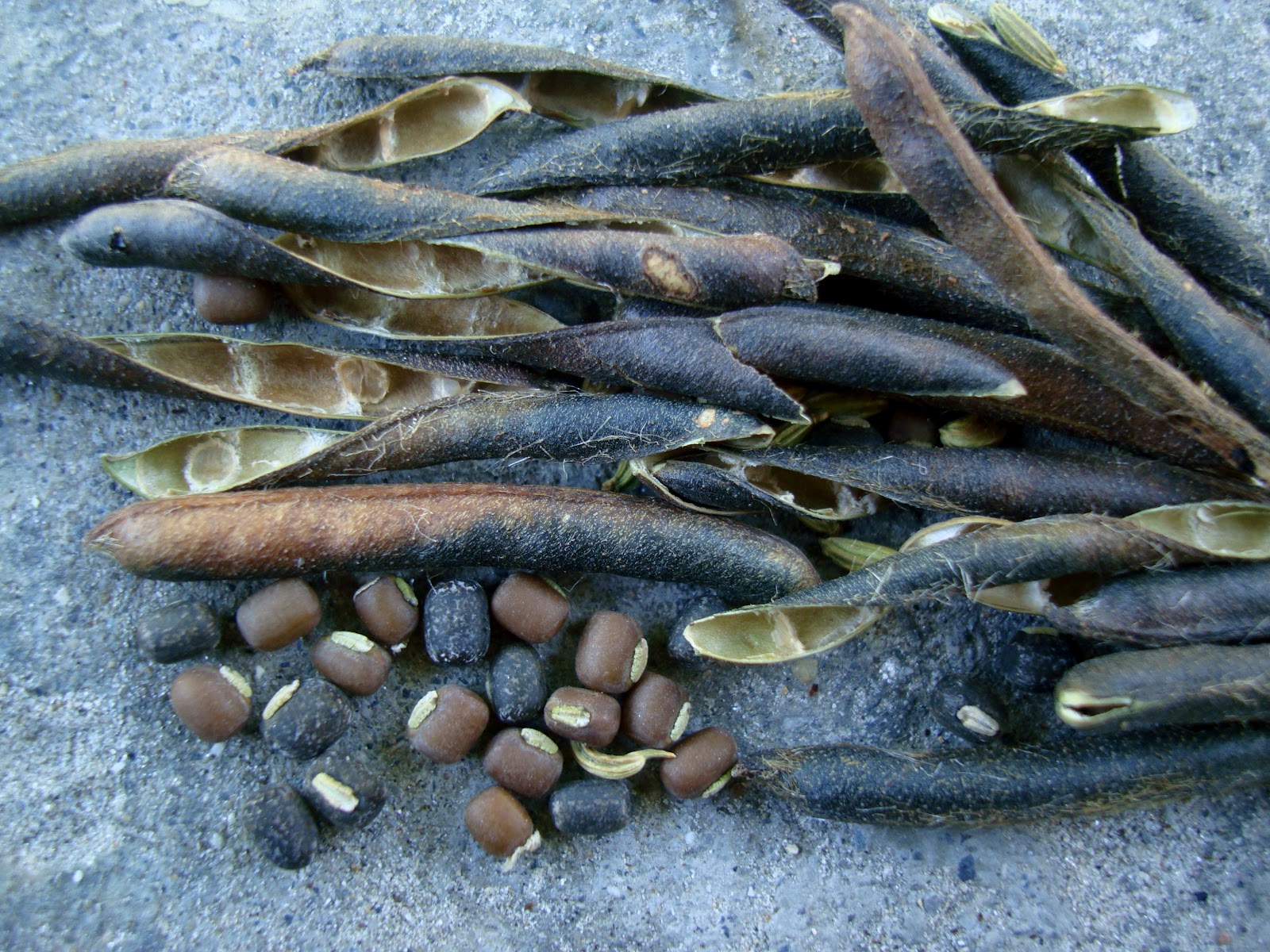 Taste of Nepal: Dried Beans, Lentils, and Peas – (Daal Haru)