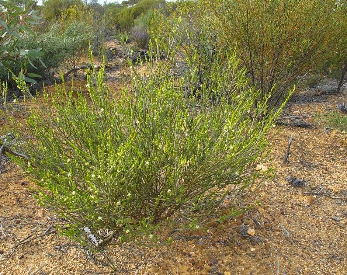 Esperance Wildflowers: Olax benthamiana - Olacaceae