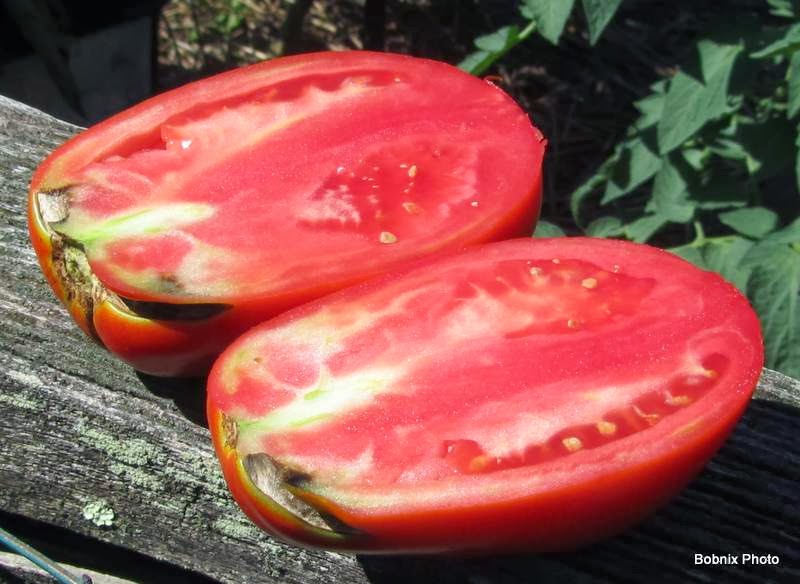 Blog of an Ancient Gardener: Tomato Patch: Buckets of SuperSauce