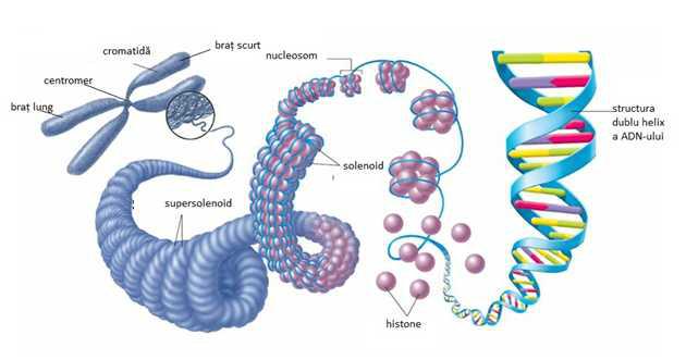 AMG: AMG , ANATOMIE ANUL I REZUMAT , 3 A. NIVELURI DE ORGANIZARE GENERALĂ ALE CORPULUI UMAN , CELULA