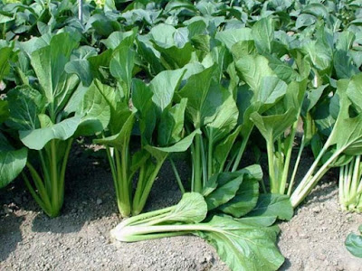 SAWI, MENGENAL SI HIJAU YANG PENUH MANFAAT ~ AQUADRONIK