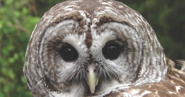 Getting to Know Barred Owls | Nature Notes Blog