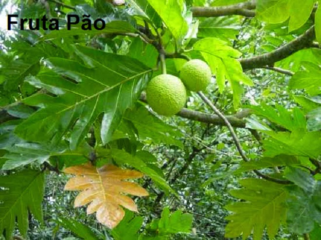 Pedaços de Mim: Frutas de Angola