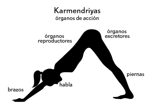Los sentidos y el yoga