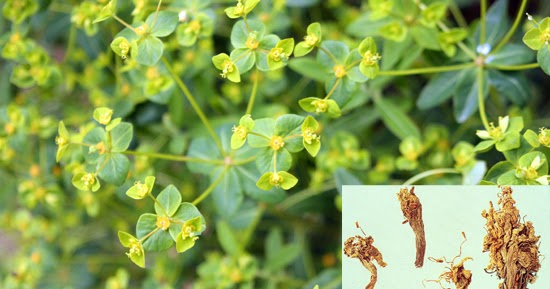 Peking spurge root (Daji)-Euphorbia pekinesis-Knoxia valerianoides ...
